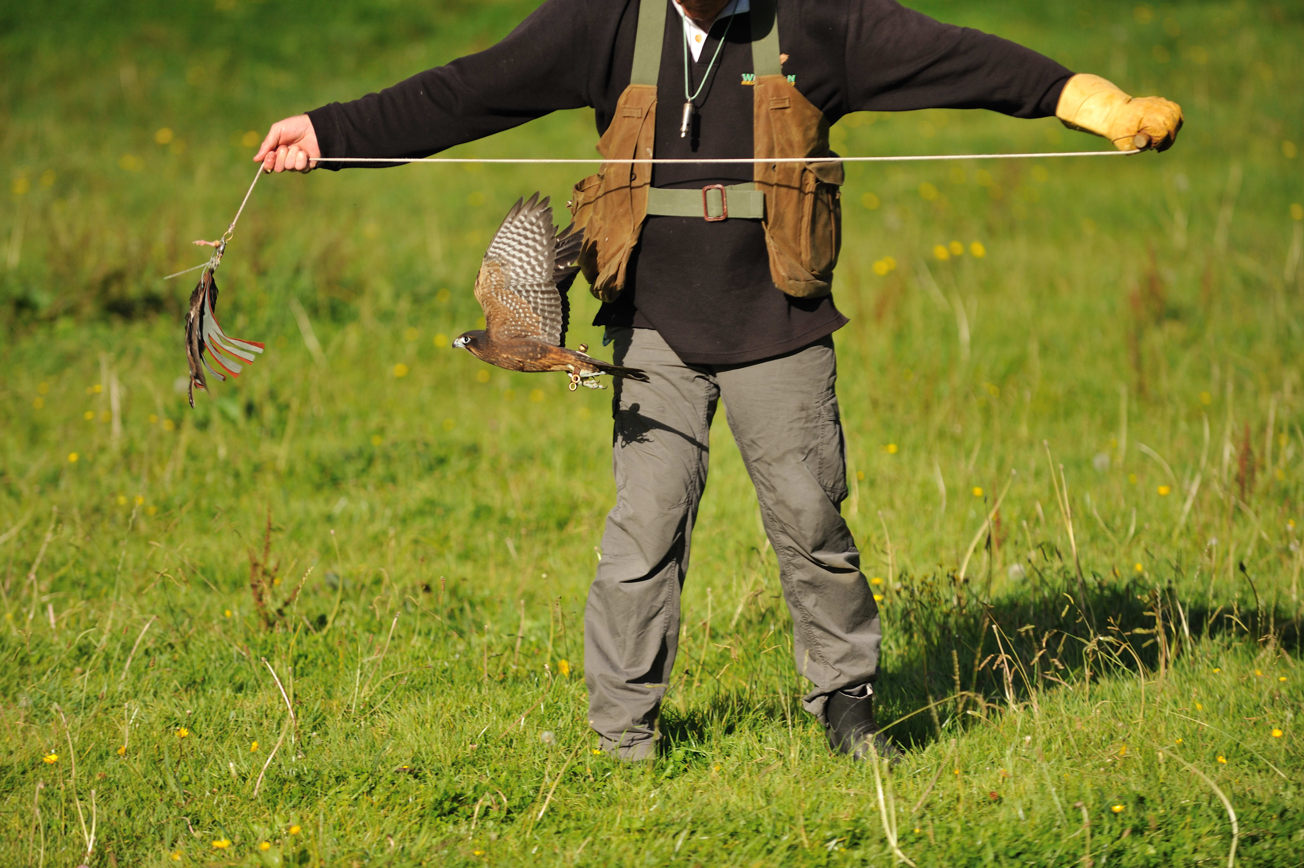 Falconer Noel Hyde and the work of Wingspan | A Gallery from Saturday ...