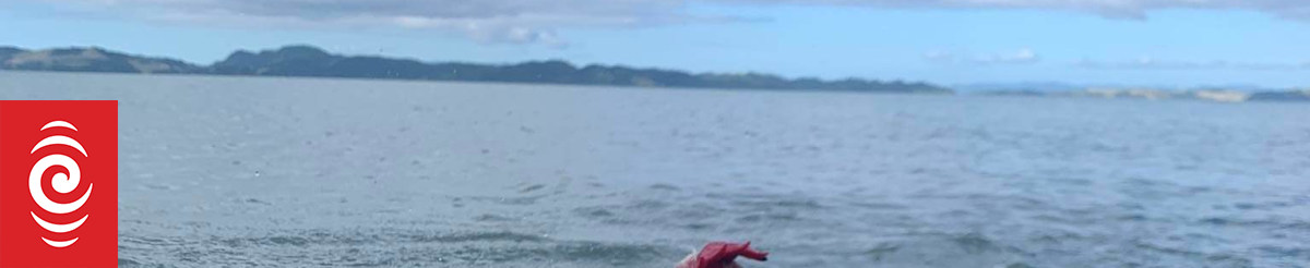 Gall the swimming chicken is on the hunt for a rooster mate | RNZ