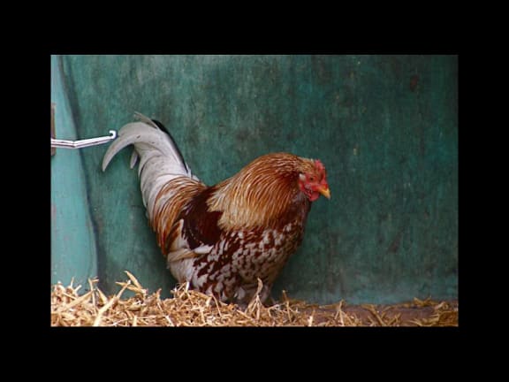 Moon Over Martinborough | A Gallery from Country Life | RNZ National