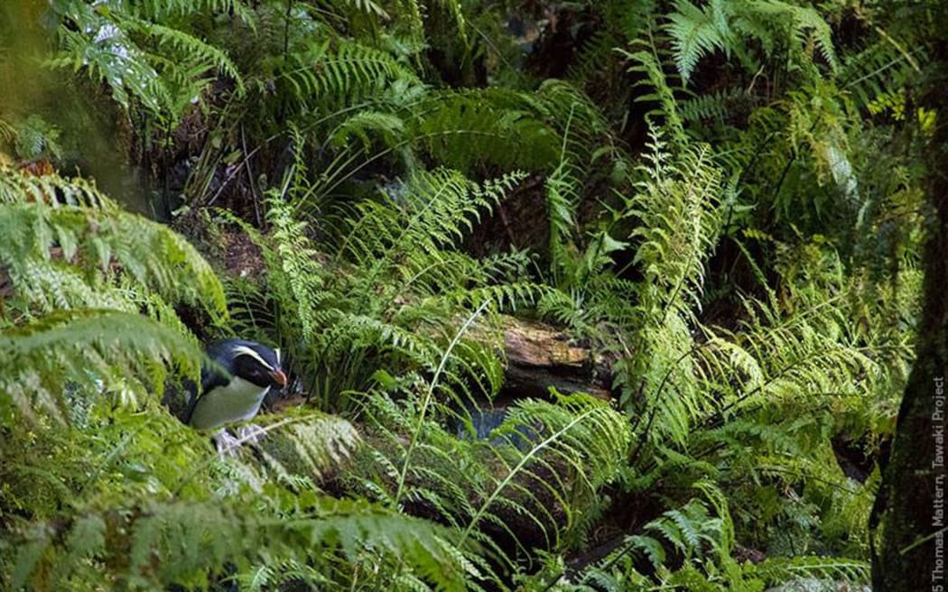 Tourist host confident Fiordland crested penguin numbers are on the ...