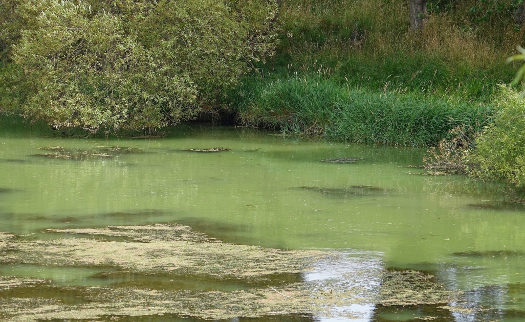 Freshwater quality decline threatens native species - report | RNZ News
