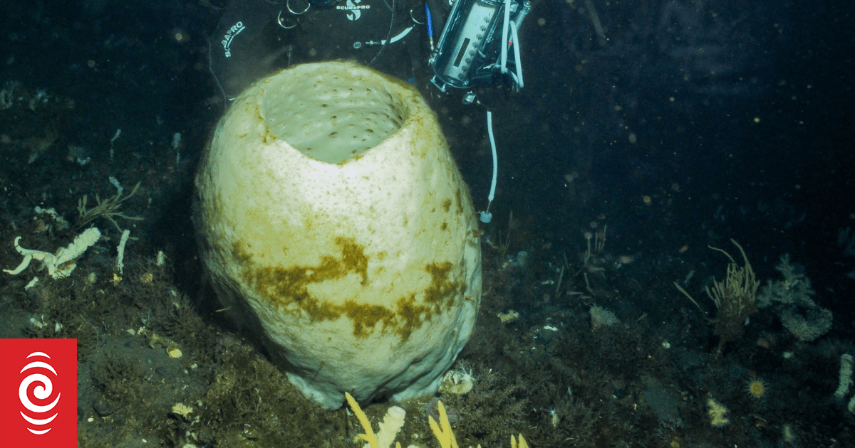 Our Changing World: The glass sponges of Antarctica | RNZ News