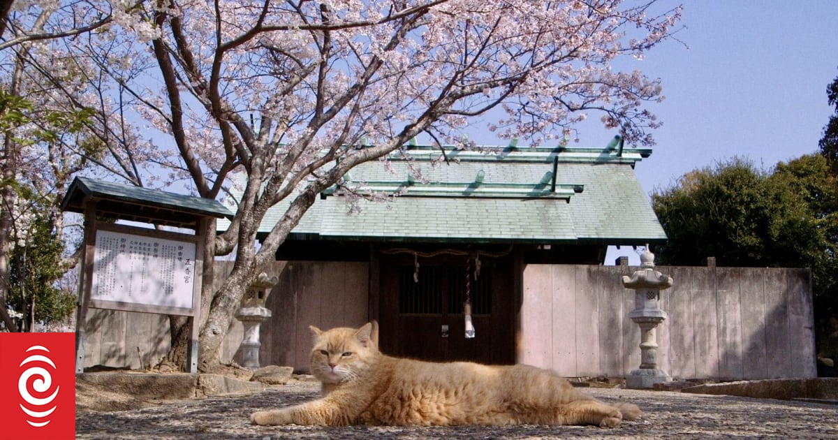 Hit doco makes Gogoku Shrine cats international stars | RNZ