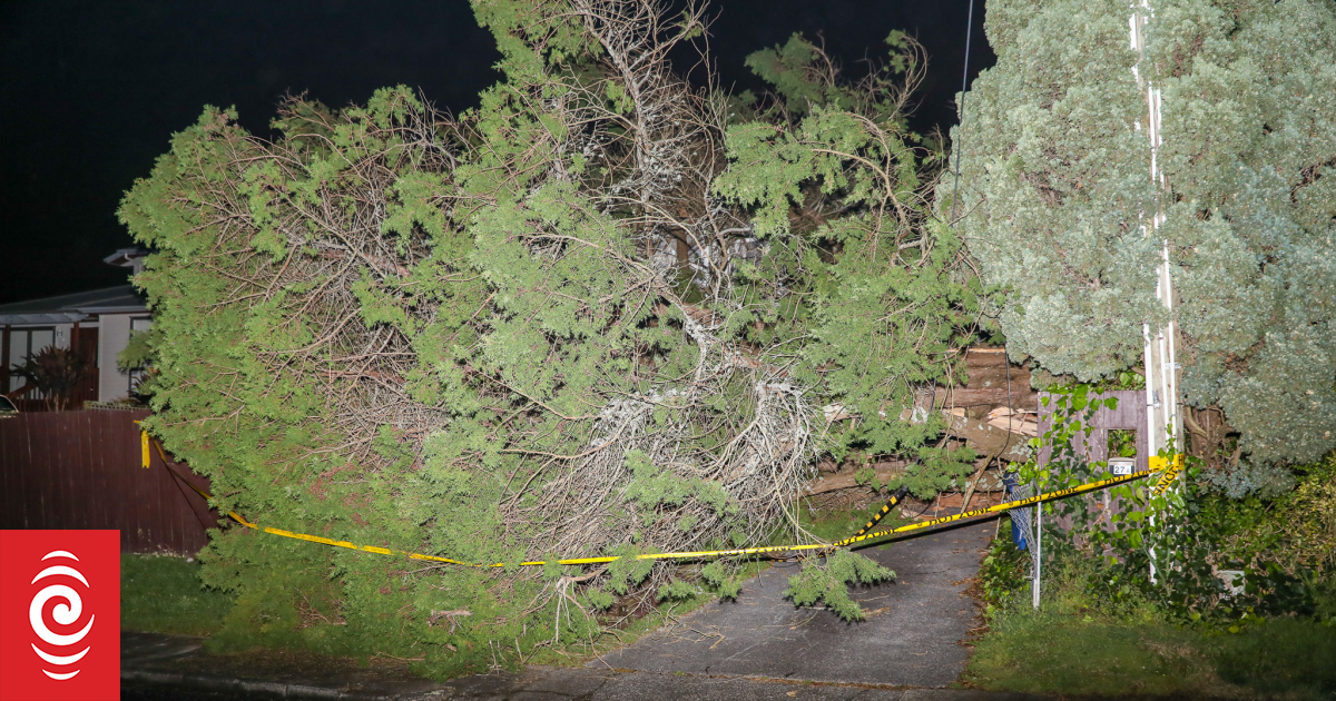 Trees down, power outages as strong winds rip through Auckland ...