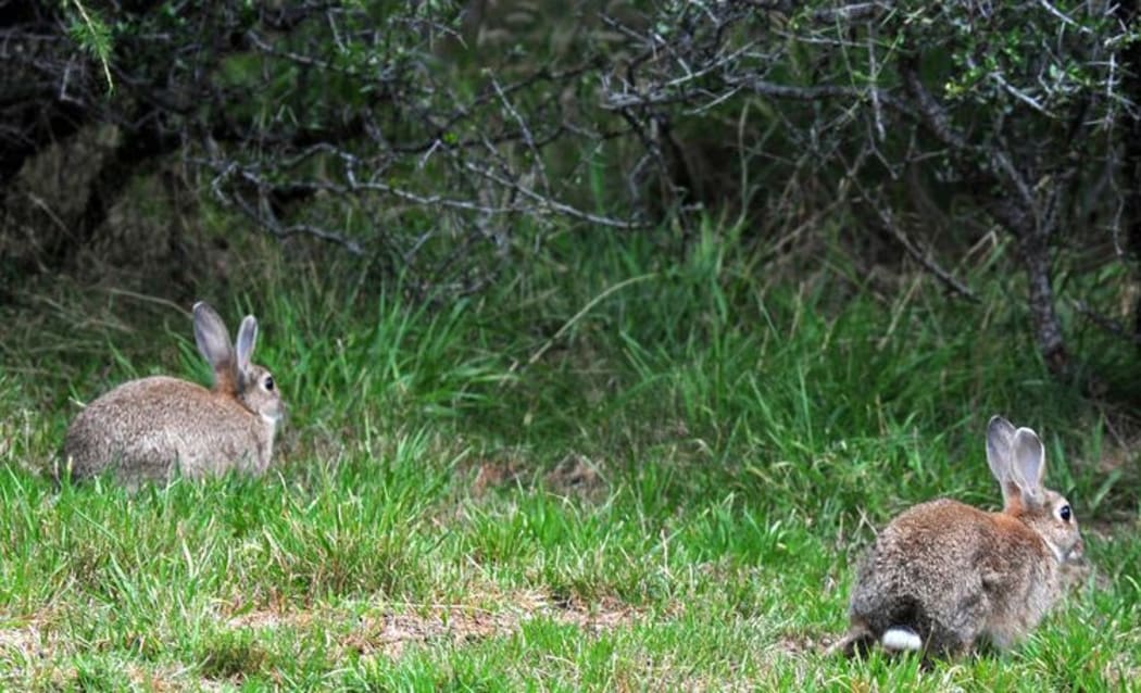 Central Otago rabbit population 'escalating' | RNZ News