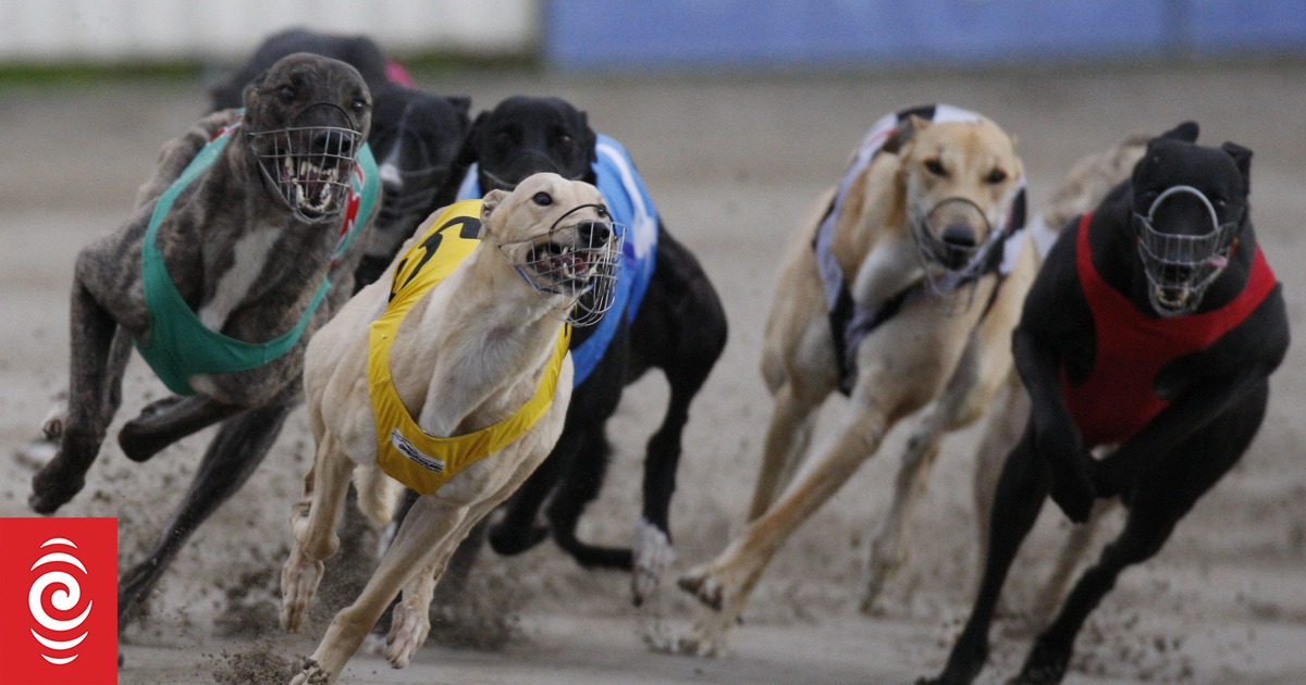 11-year ban for greyhound doping bid | RNZ News