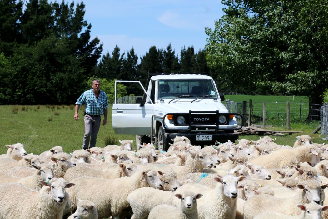 Crossbred wool gets a fibre facelift | RNZ