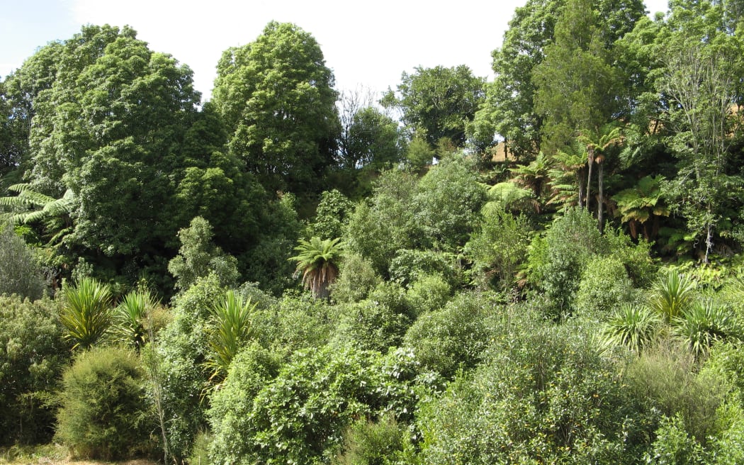 Indigenous Forest and Carbon | RNZ