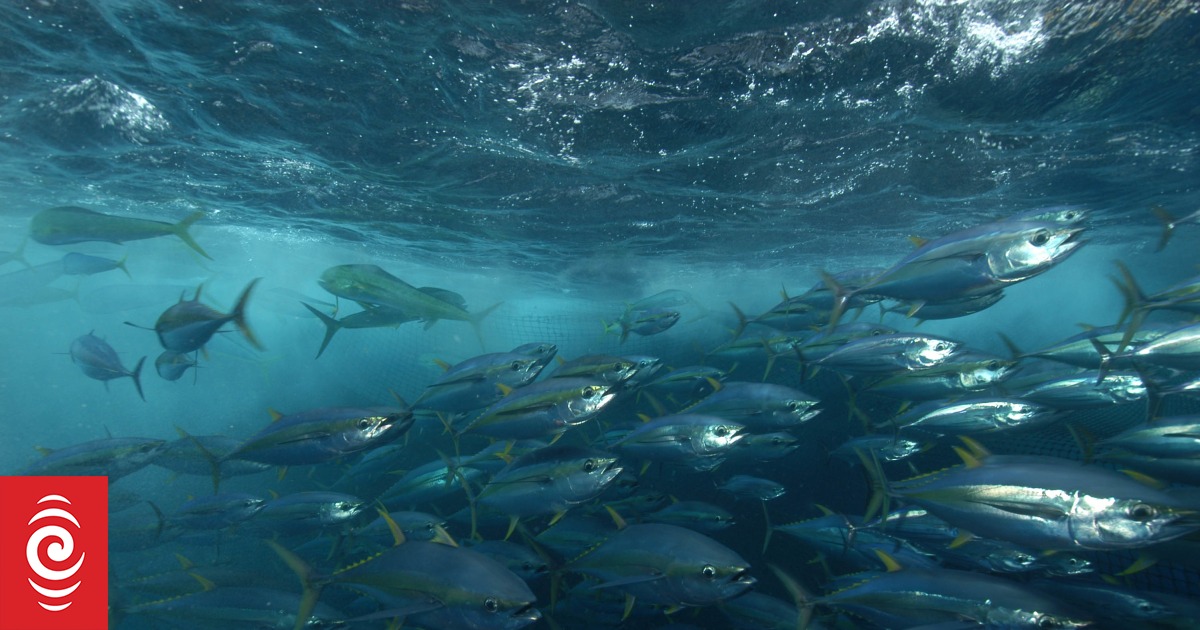 Sustainable fisheries today's topic for Pacific leaders | RNZ News