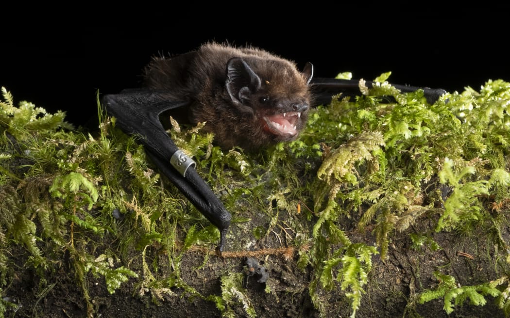 Scientists gain insights into long-tailed bat colonies at Pelorus | RNZ ...