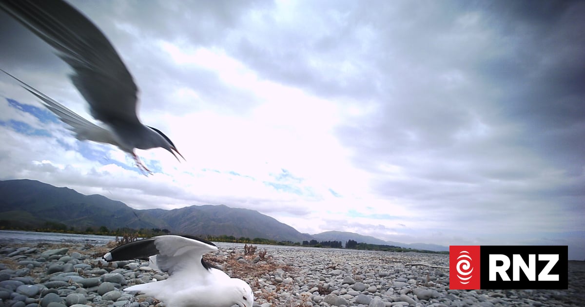 Karoro: The 'relentless' native bird preying on other species | RNZ