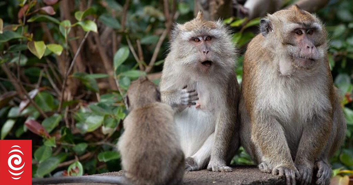 Ebola-infected monkeys cured with a pill, raising hopes for humans ...