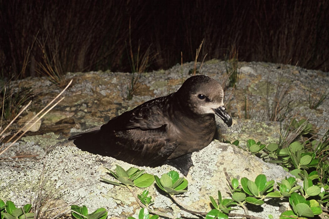 Northern muttonbird numbers growing on mainland colonies | RNZ News