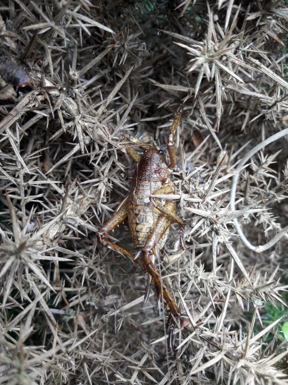 Friend or foe? How gorse is saving Giant Mahoenui wētā | RNZ