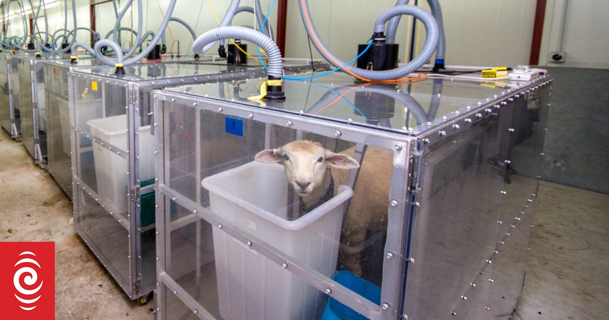 Low-methane-producing sheep released onto NZ farms | RNZ