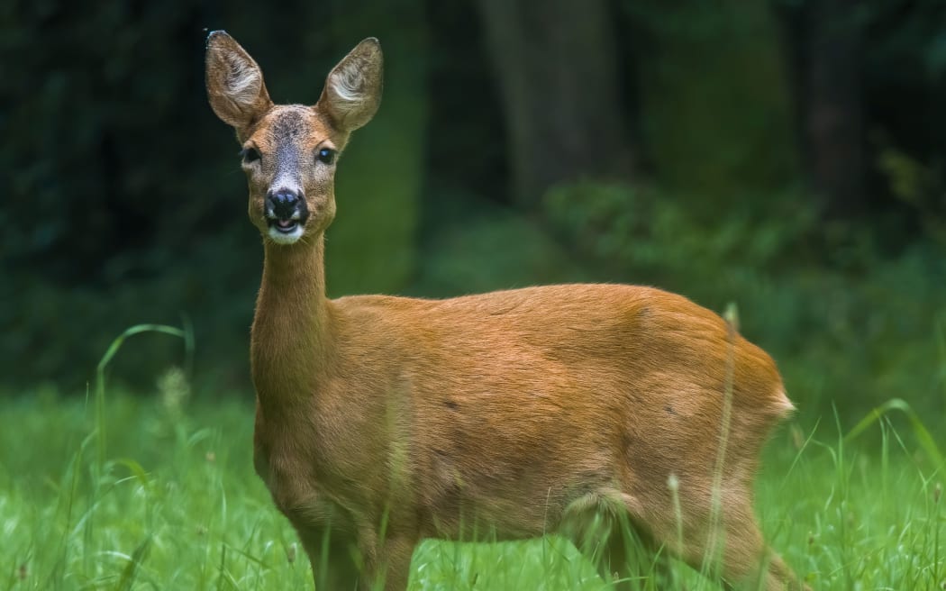 Deer milk boosts muscle mass, bone density, study finds | RNZ News