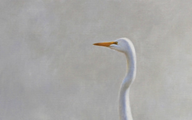 Nicolas Dillon: bird watching with watercolours | RNZ