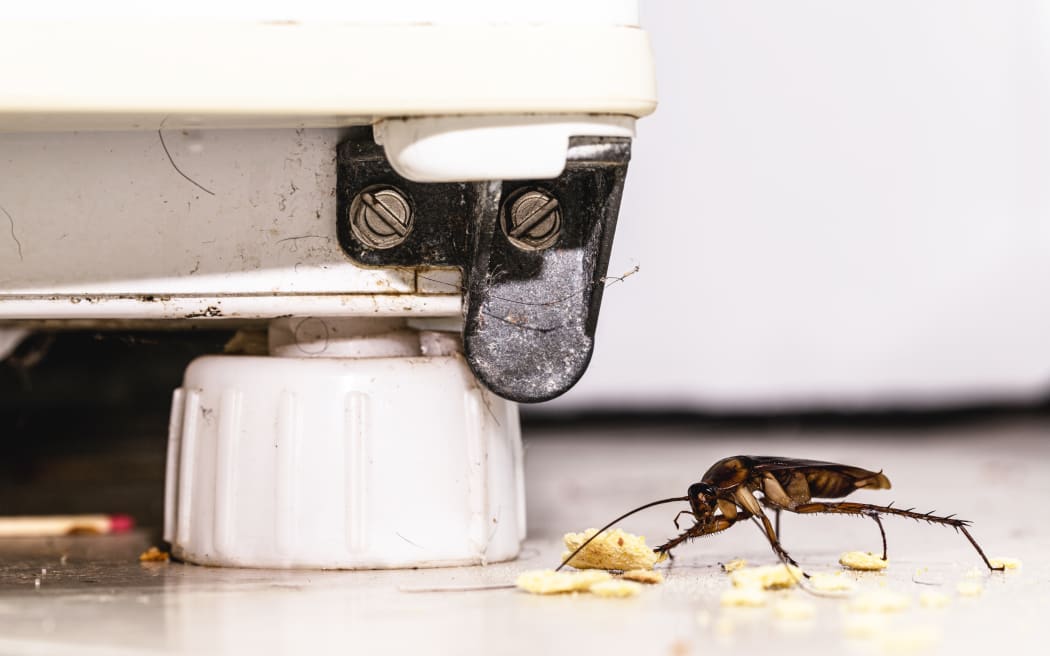 Cockroaches, filthy kitchens found at Auckland's seven dirtiest food ...