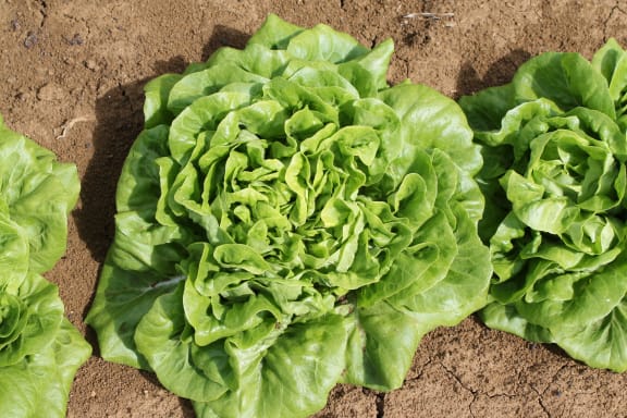 The Fresh Grower | RNZ