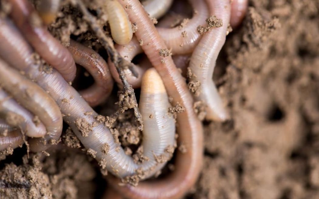 The science of native earthworms | RNZ