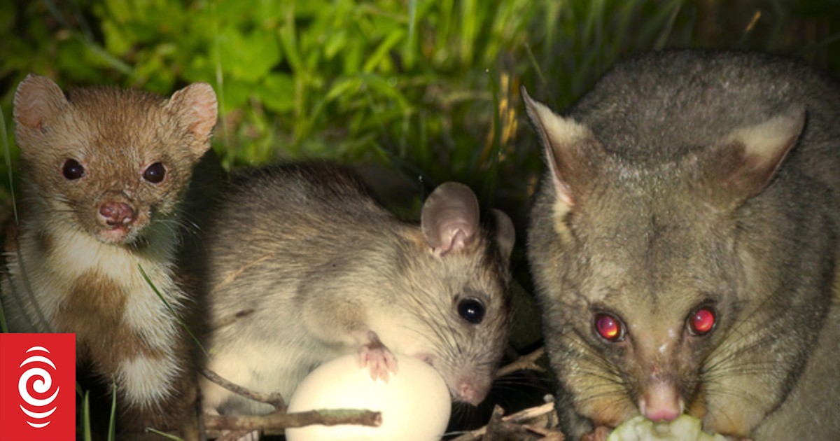 Why 'predator reinvasion' fears have been raised | RNZ News