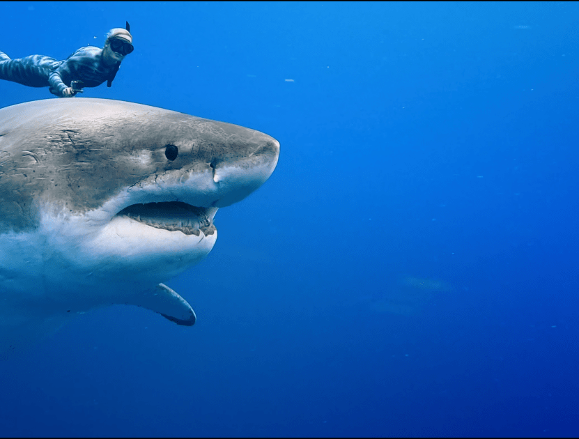 Envoy: Shark Cull - Andre Borell | RNZ
