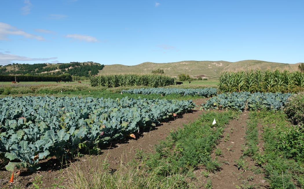 Vegetables push through silt left behind by Cyclone Gabrielle | RNZ News