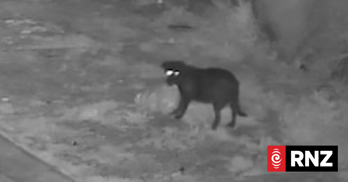 Dog trained to illegally dump garbage caught on camera | RNZ News