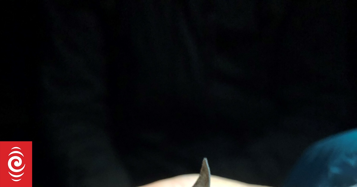 Prof Emma Teeling: bats may hold the secret to living longer | RNZ