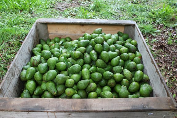 First pick avocados are here | RNZ
