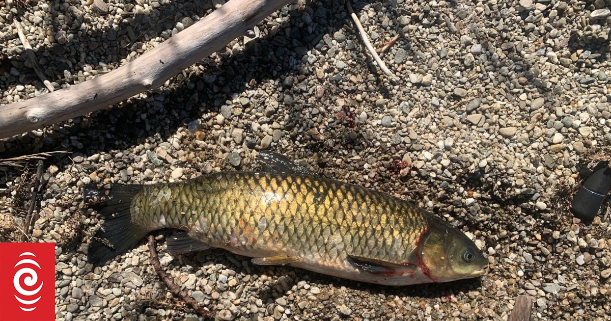 Plea for sightings of pest fish species after one found in Otago lake ...