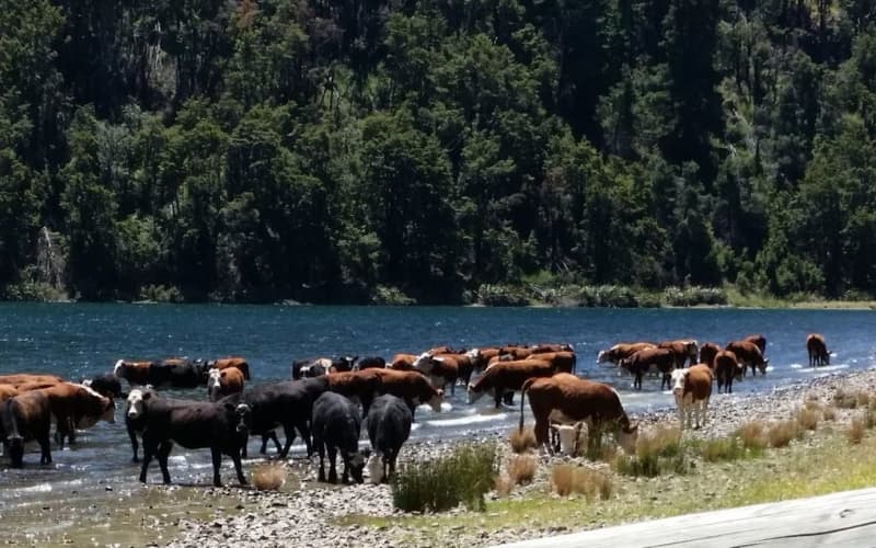Judge's cattle in lake for years - neighbour | RNZ