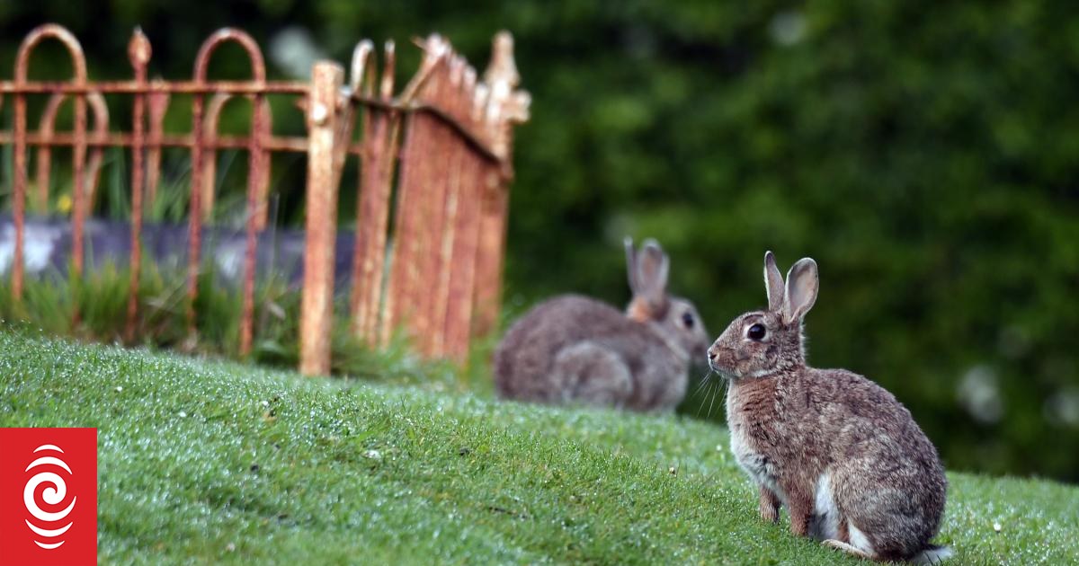 The hills are alive - with rabbits | RNZ News