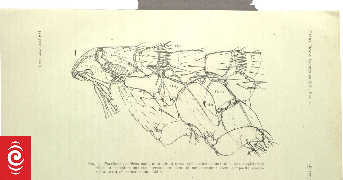 Critter of the Week: The New Zealand Bat Flea | RNZ