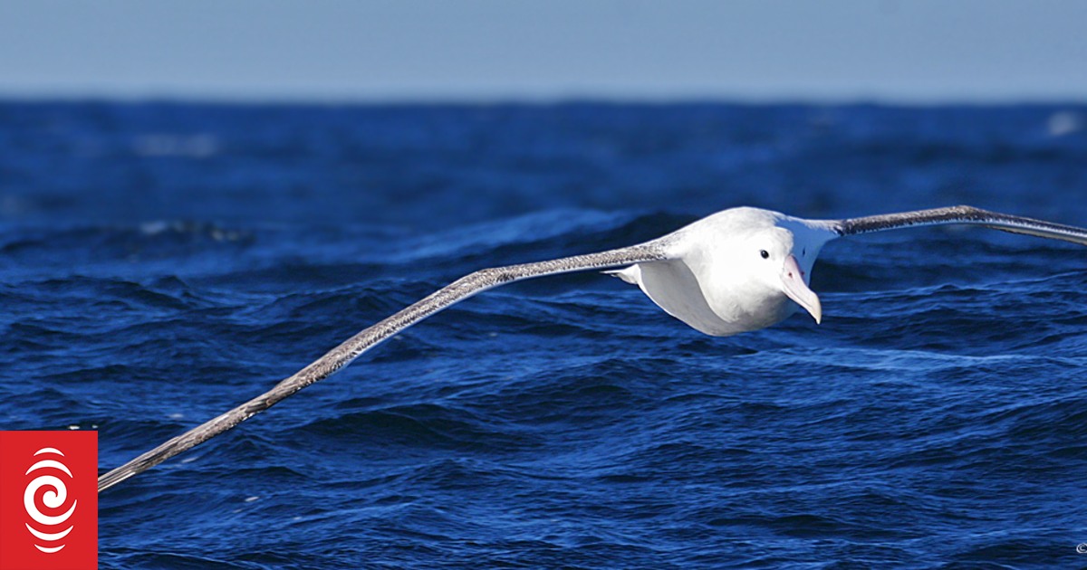 Antipodean albatross could be flying towards an 'extinction vortex ...