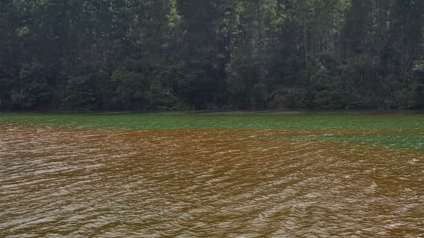 Toxic algal blooms still flourishing despite the cold | RNZ