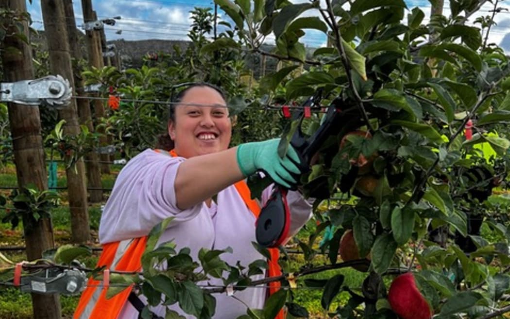 Apple of their eyes: Fruits of labour help cyclone recovery | RNZ News