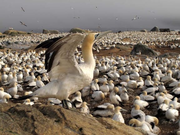 Kennedy Warne - Cape gannets on Malgas Island | A Gallery from Nine To ...