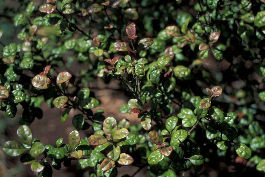 'Distressing' find as myrtle rust spreads to Waitākere Ranges | RNZ News