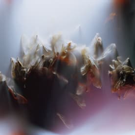 Photographer Anne Noble has a thing about bees | RNZ