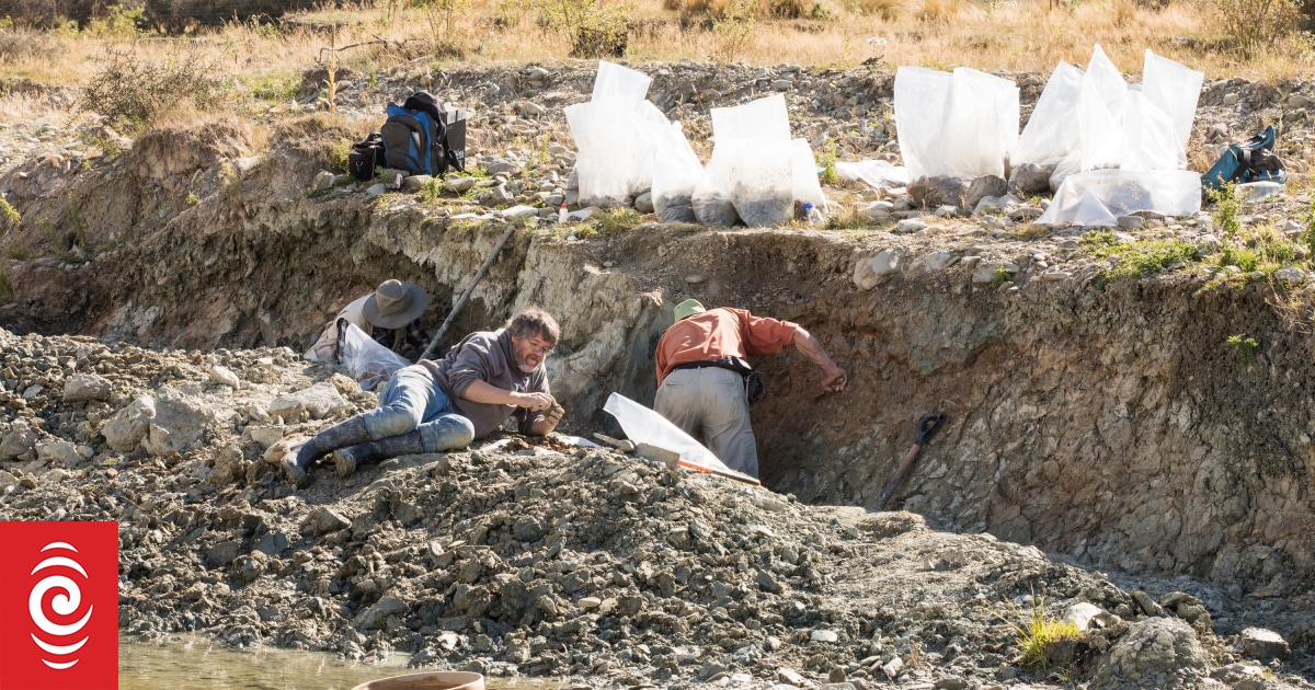 Ancient swan fossil discovered at Otago dig site | RNZ News
