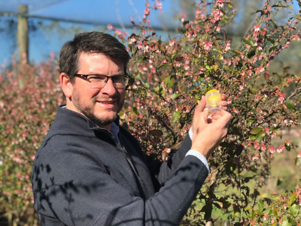 Building up potential of bumblebees | RNZ