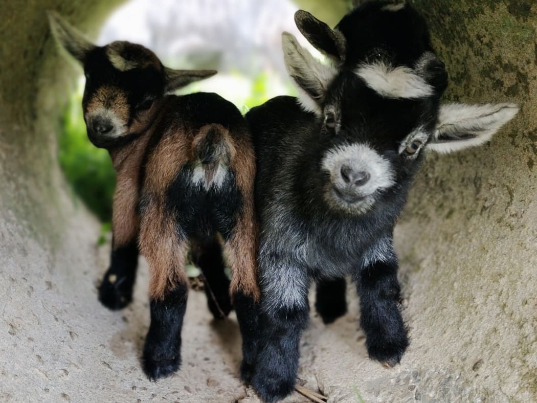 mini goat uk