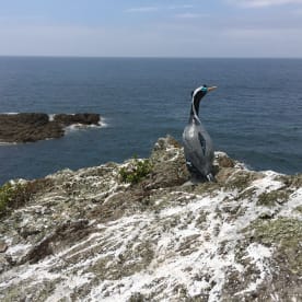 3D printed birds and fake poo to help the spotted shag | RNZ