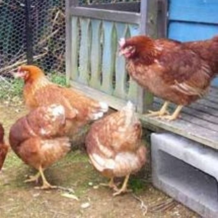 More About Chickens from The Funky Chicken Farm | RNZ
