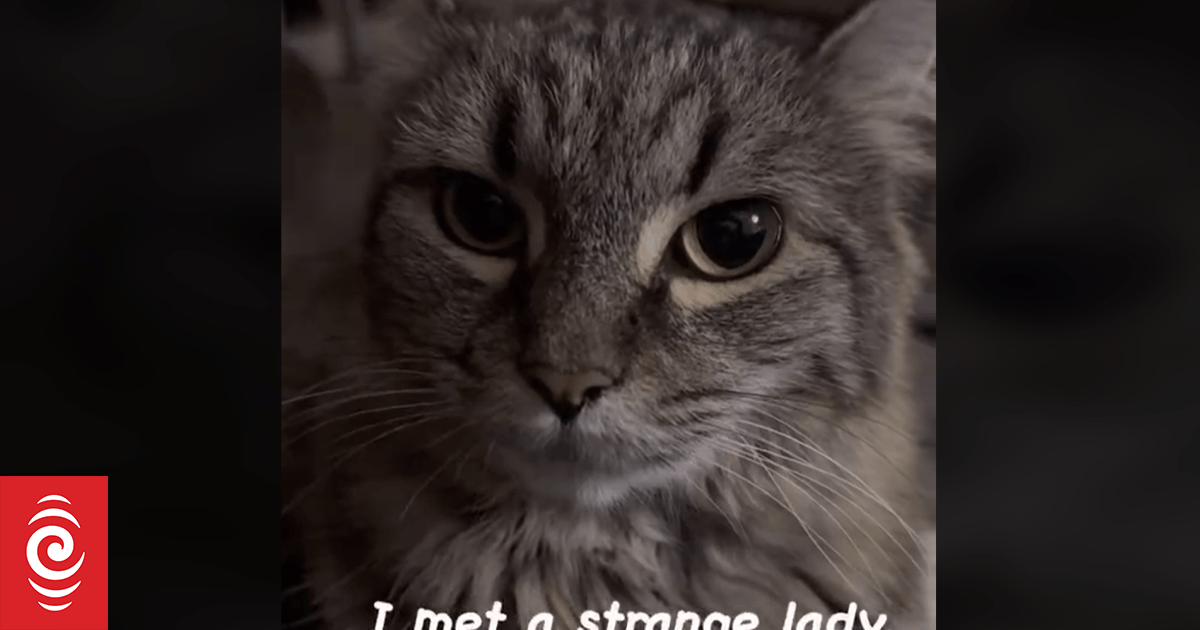 'I was just overcome at how everybody loved it': Crazy kitties get non ...