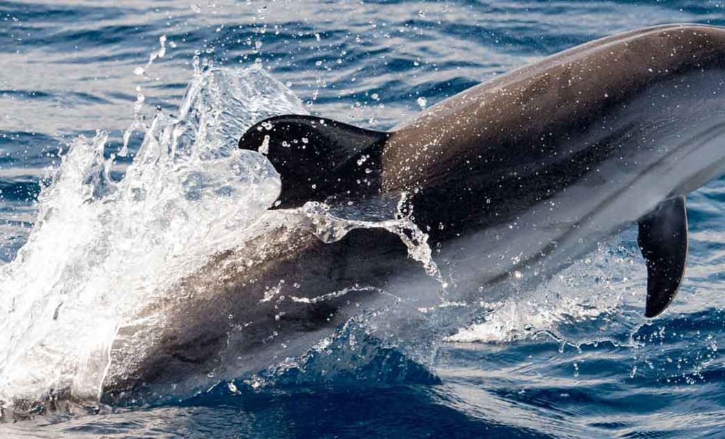 Twenty dolphins saved in Solomon Islands | RNZ