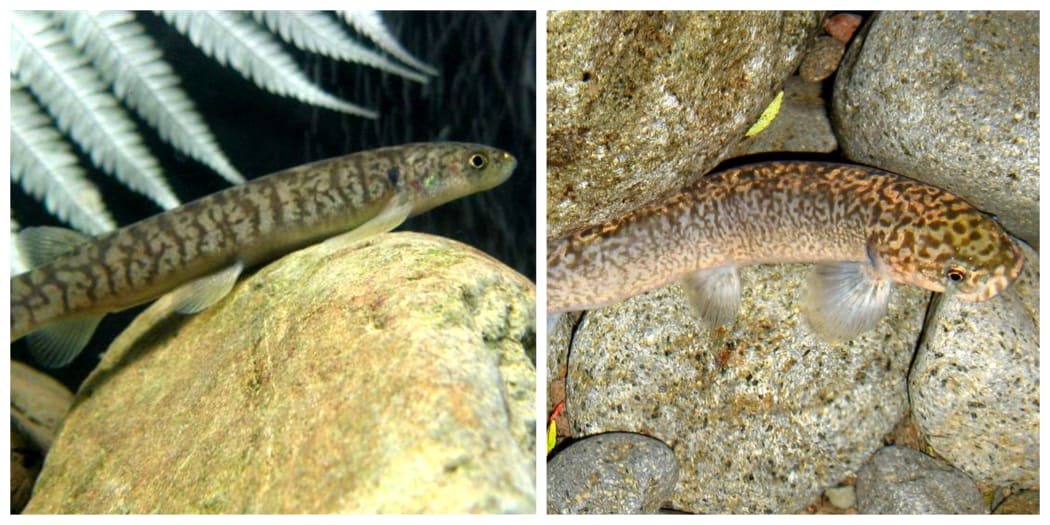 Critter of the Week: Climbing galaxias | RNZ