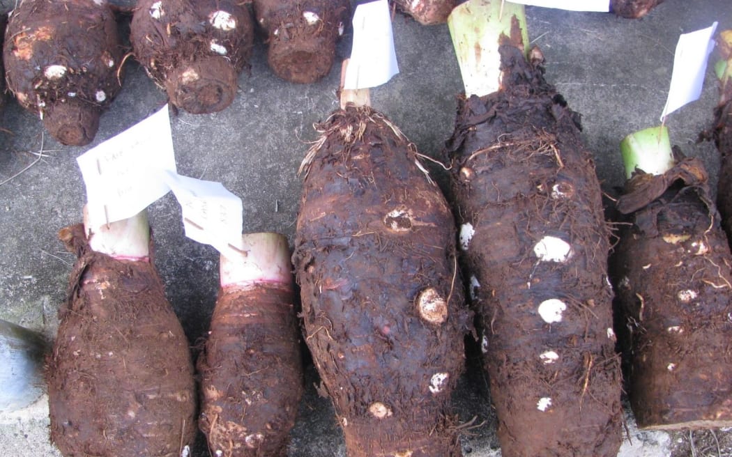 Taro export business a lifeline for Niuean farmers | RNZ