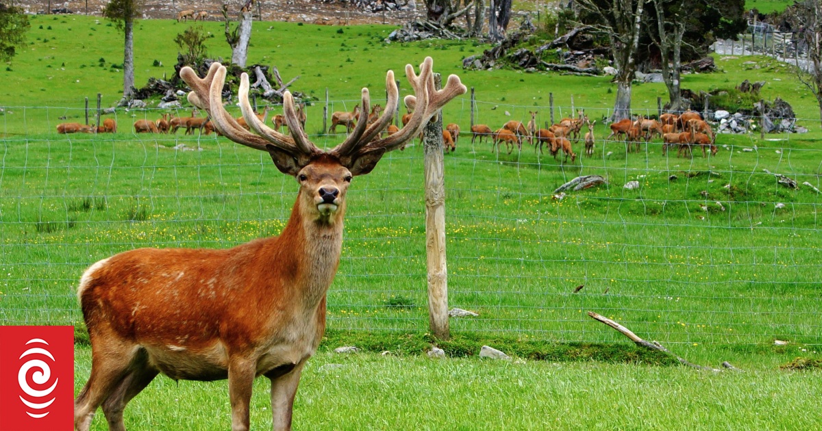 Deer industry in limbo after China changes import rules | RNZ News